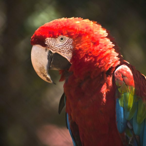 Ara macao – ROYAUME DU MAROC || Jardin Zoologique de Rabat, La ...