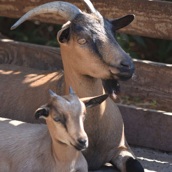 Chèvre naine – ROYAUME DU MAROC || Jardin Zoologique de Rabat, La ...