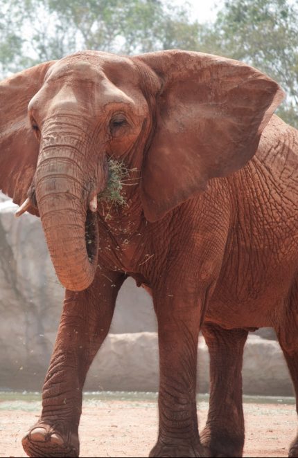 Explore the zoo – ROYAUME DU MAROC || Jardin Zoologique de Rabat, La ...