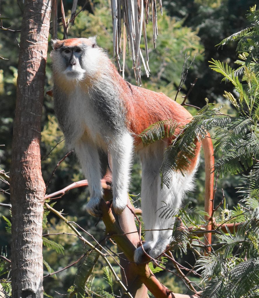 Singe Patas – ROYAUME DU MAROC || Jardin Zoologique de Rabat, La ...