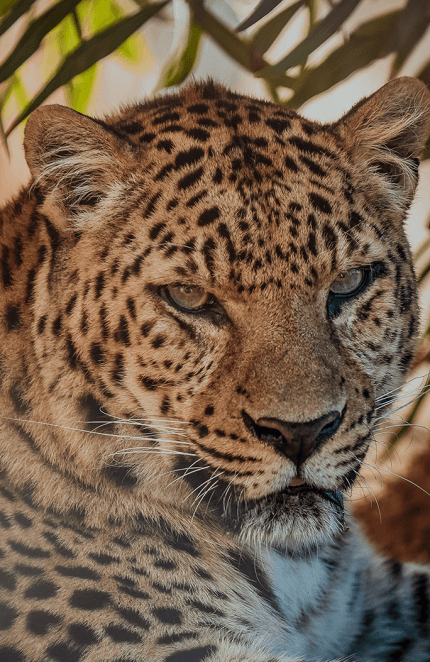 Animaux – Page 3 – ROYAUME DU MAROC || Jardin Zoologique de Rabat, La ...