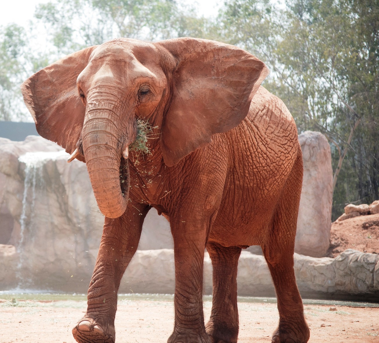 World Elephant Day – ROYAUME DU MAROC || Jardin Zoologique de Rabat, La ...