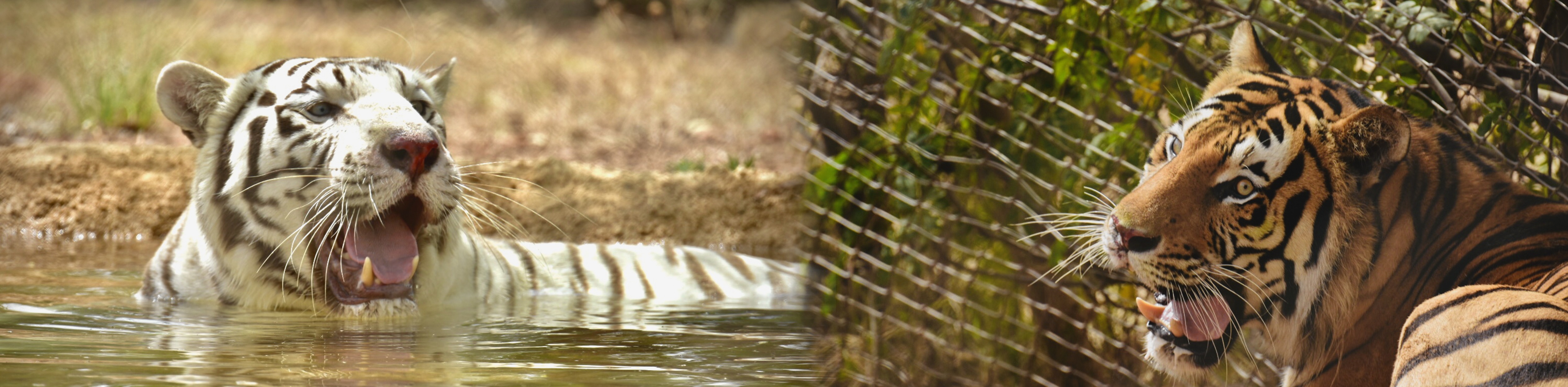 ROYAUME DU MAROC || Jardin Zoologique de Rabat, La rencontre sauvage